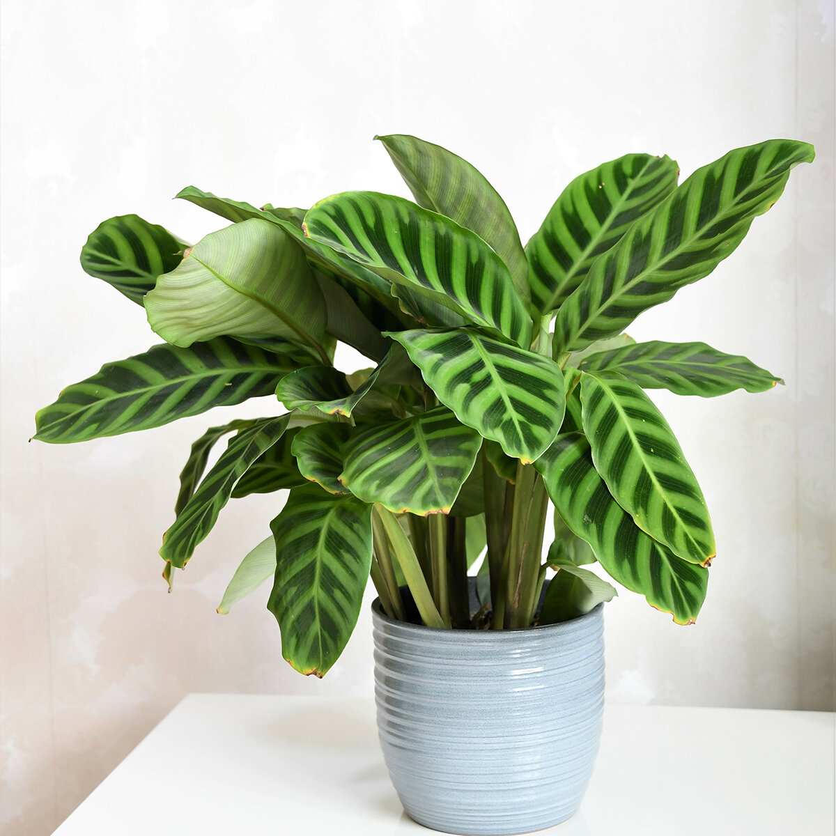 Calathea Zebrina Zebra Plant | SiteOne