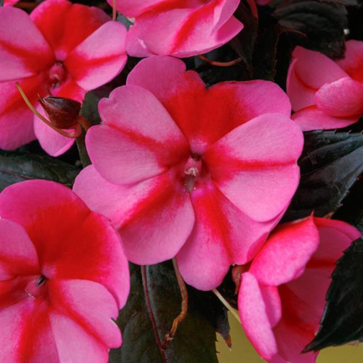 Impatiens X Hybrida SunPatiens Compact Red Candy New Guinea Impatiens ...