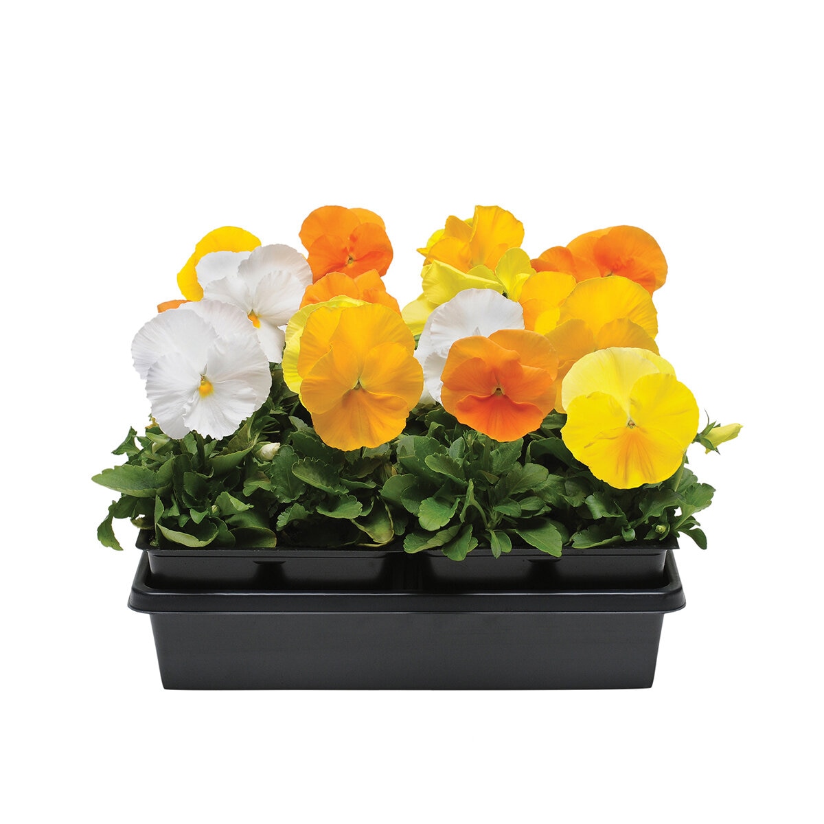 Viola X Wittrockiana Matrix Citrus Mixture Pansy | SiteOne US