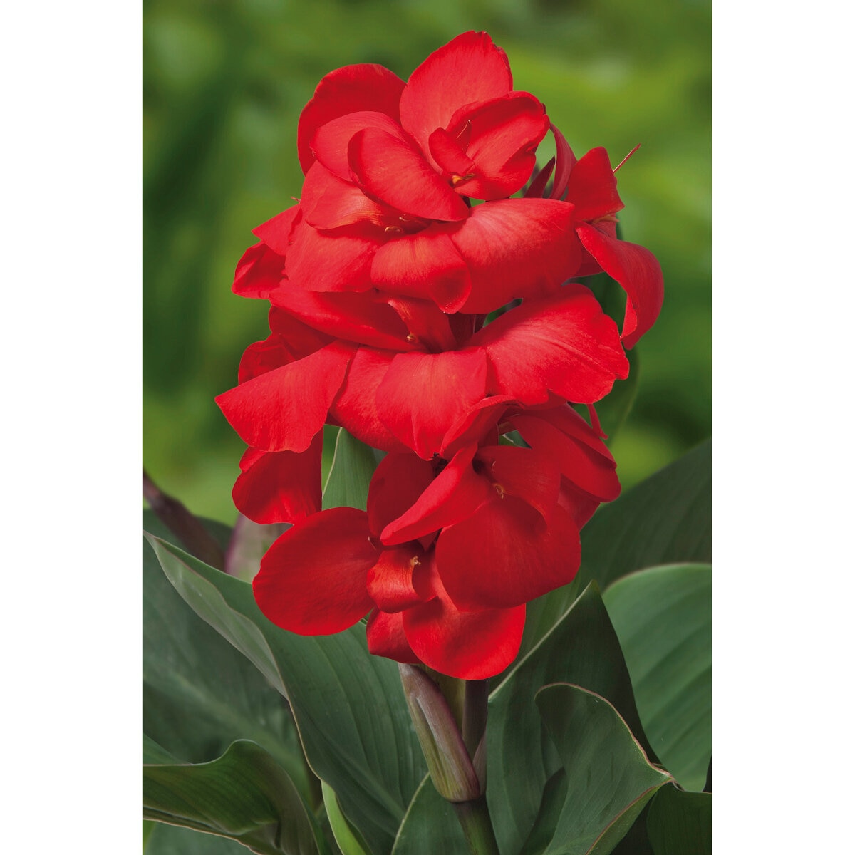 Canna Bulb CannaSol Happy Carmen Canna Lily 3/5 Eye | SiteOne US