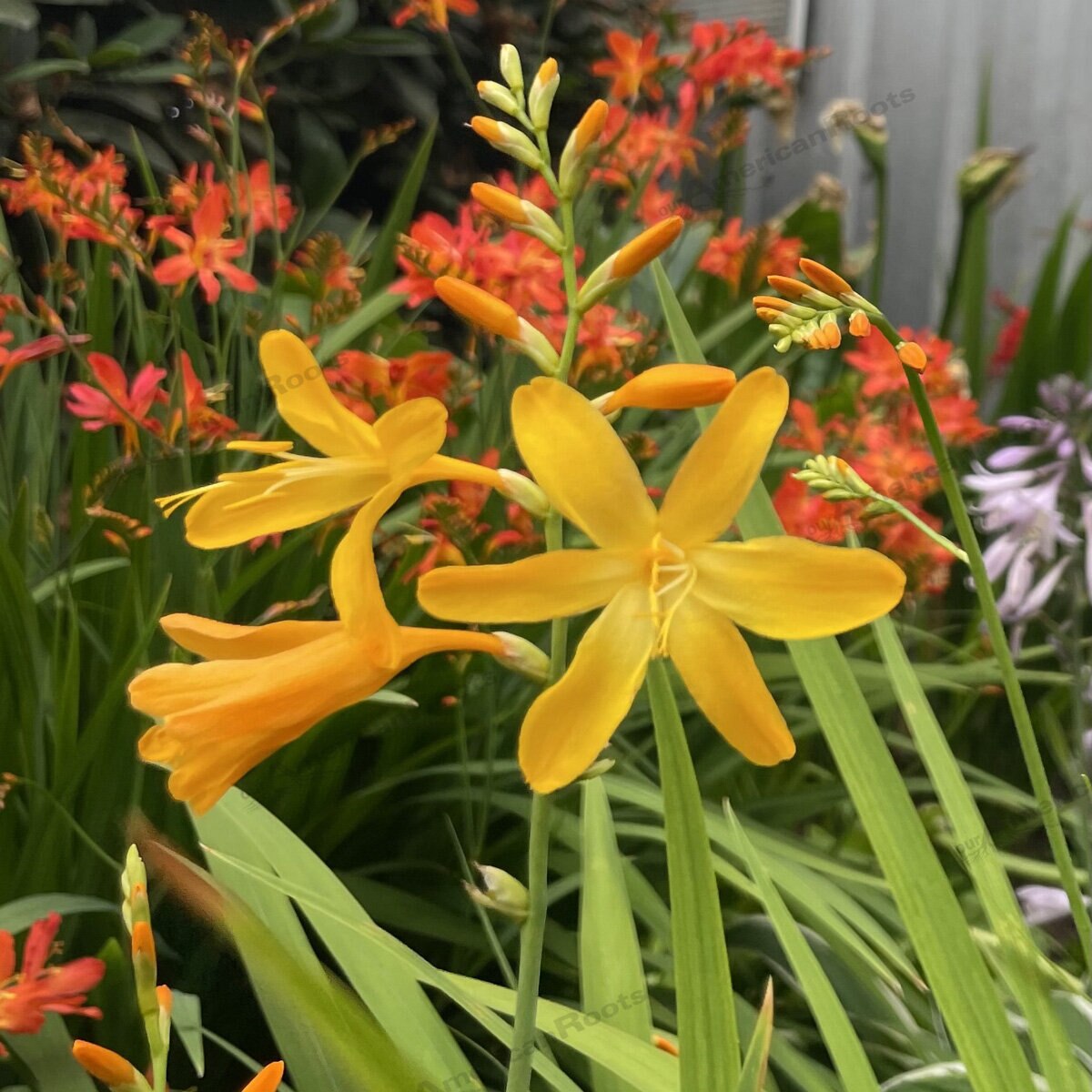 Crocosmia Bulb X Crocosmiiflora George Davidson Montbreita 8+ | SiteOne US