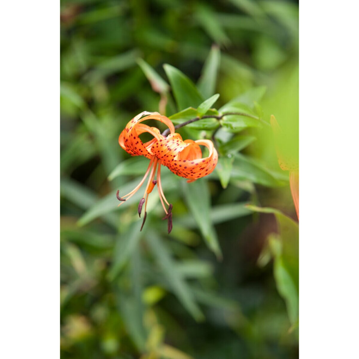 Lilium Bulb Lancifolium Splendens Tiger Lily 14/16 | SiteOne US
