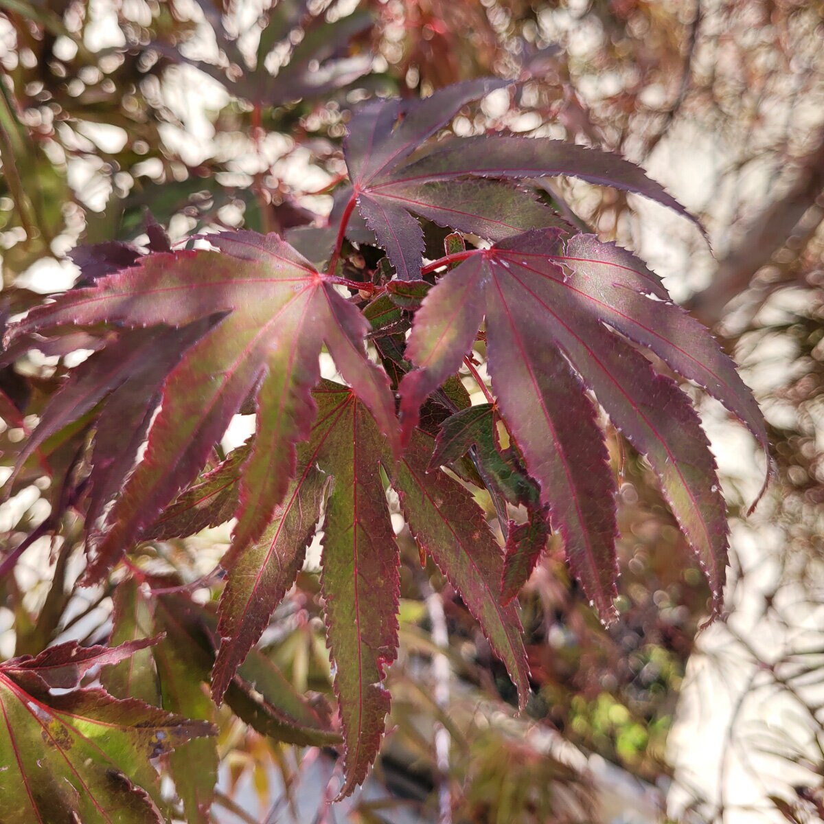 Acer Palmatum Pung Kil Japanese Maple | SiteOne US