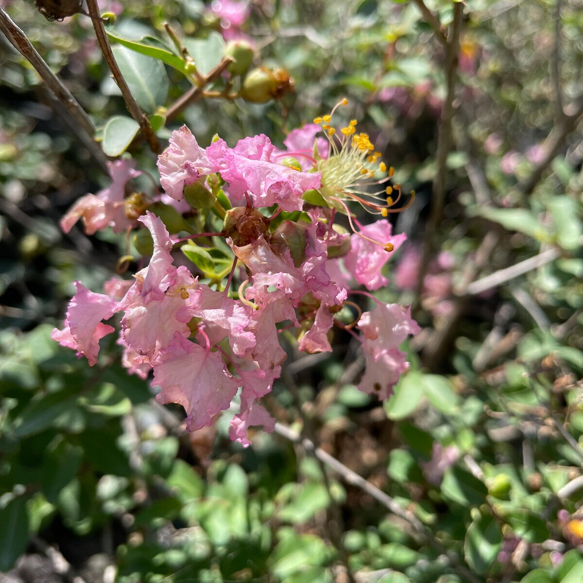 Lagerstroemia X GreatMyrtle Cotton Candy Crape Myrtle | SiteOne US
