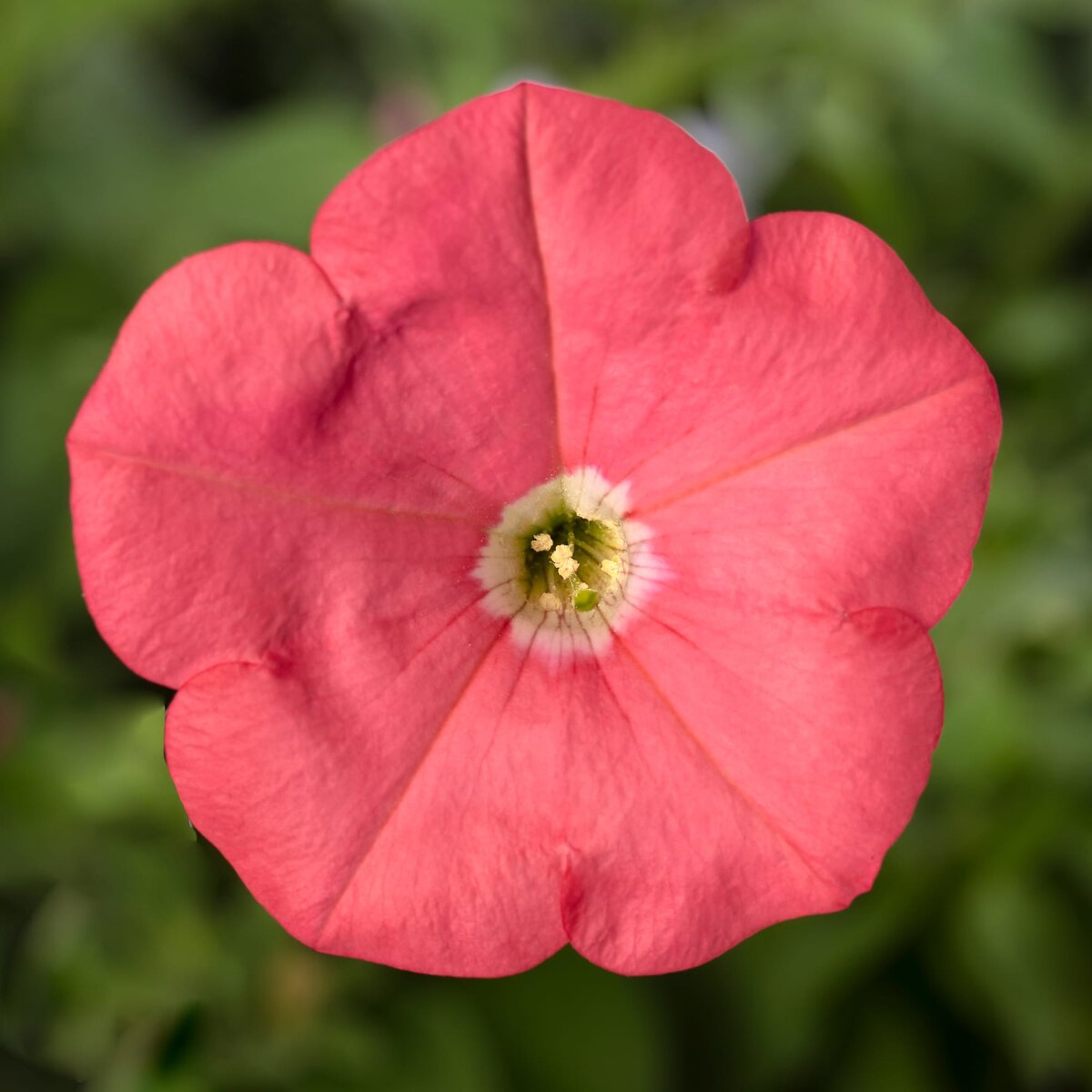 Petunia X Hybrida Multiflora Coral Petunia | SiteOne US