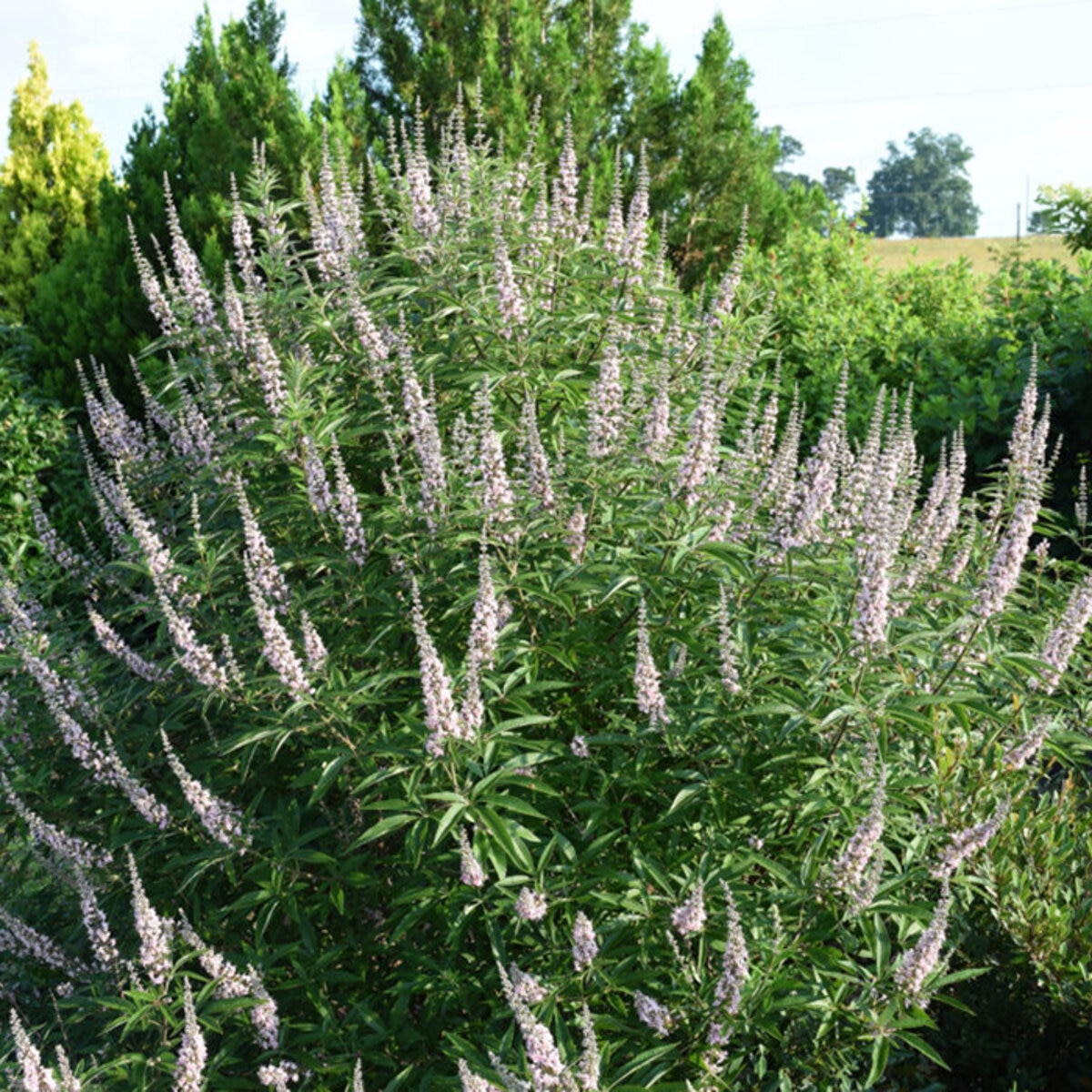 Vitex Agnus-Castus Galactic Pink Chastetree | SiteOne US