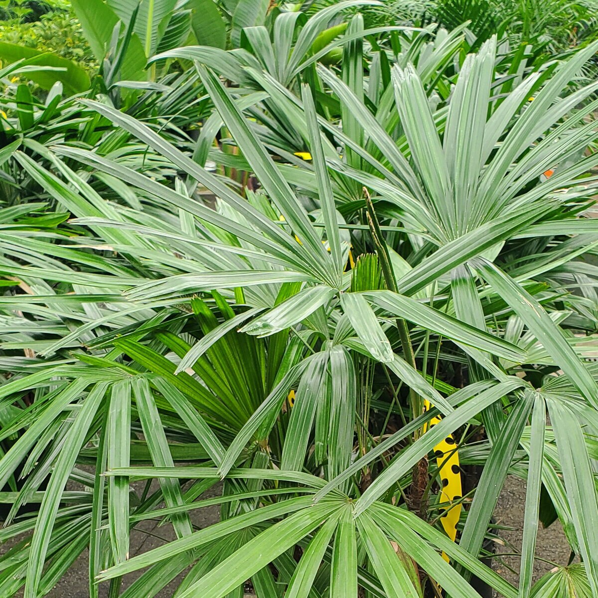 Rhapis Excelsa Broadleaf Lady Palm | SiteOne