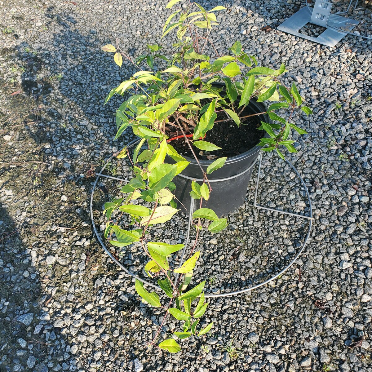 Bignonia Capreolata Shalimar Red Cross Vine | SiteOne US