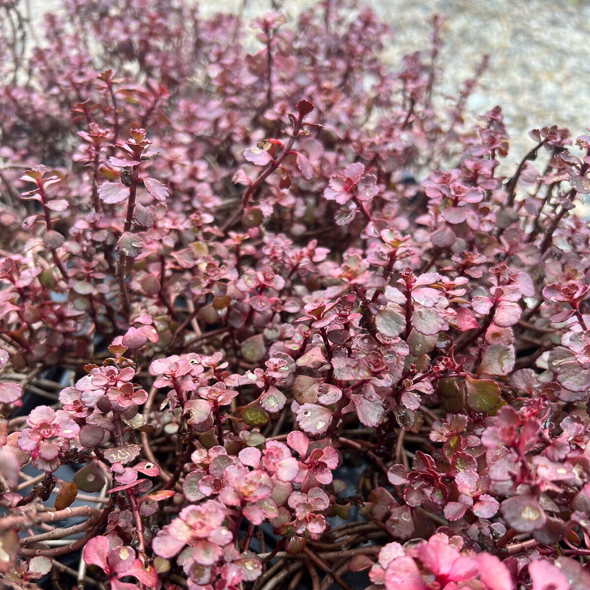 Sedum Spurium Voodoo Caucasian Stonecrop | SiteOne US