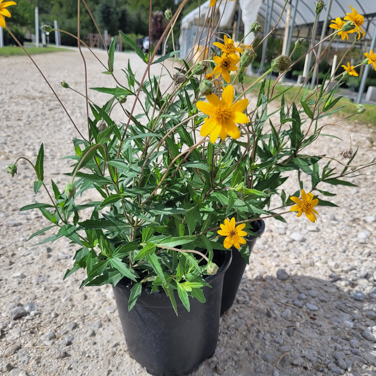 Zexmenia Hispida Texas Creeping-Oxeye | SiteOne US