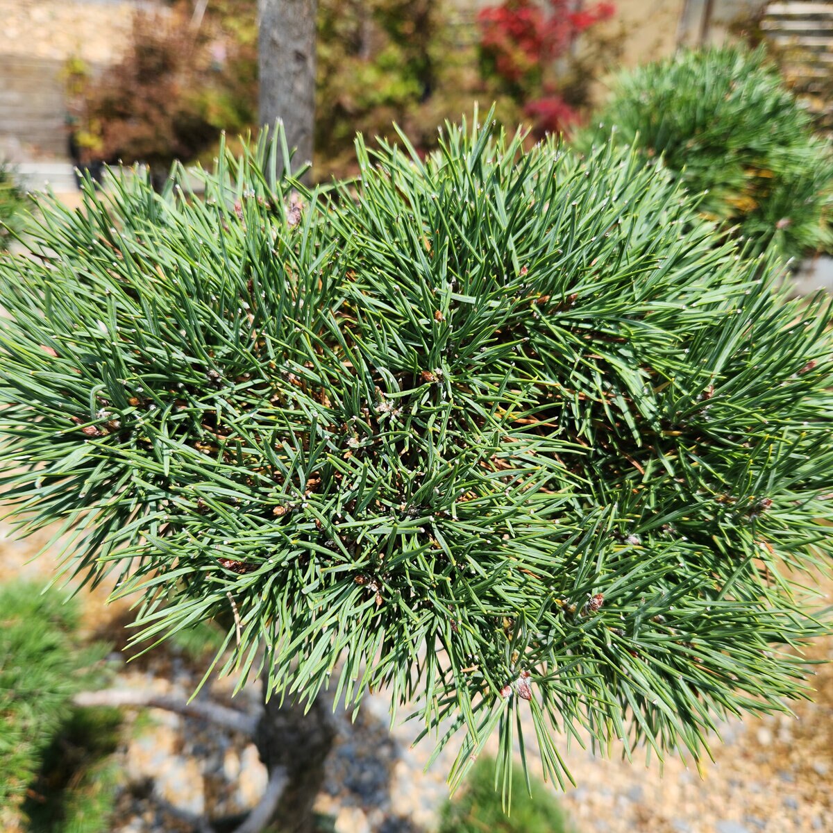 Pinus Sylvestris French Blue Scots Pine | SiteOne US