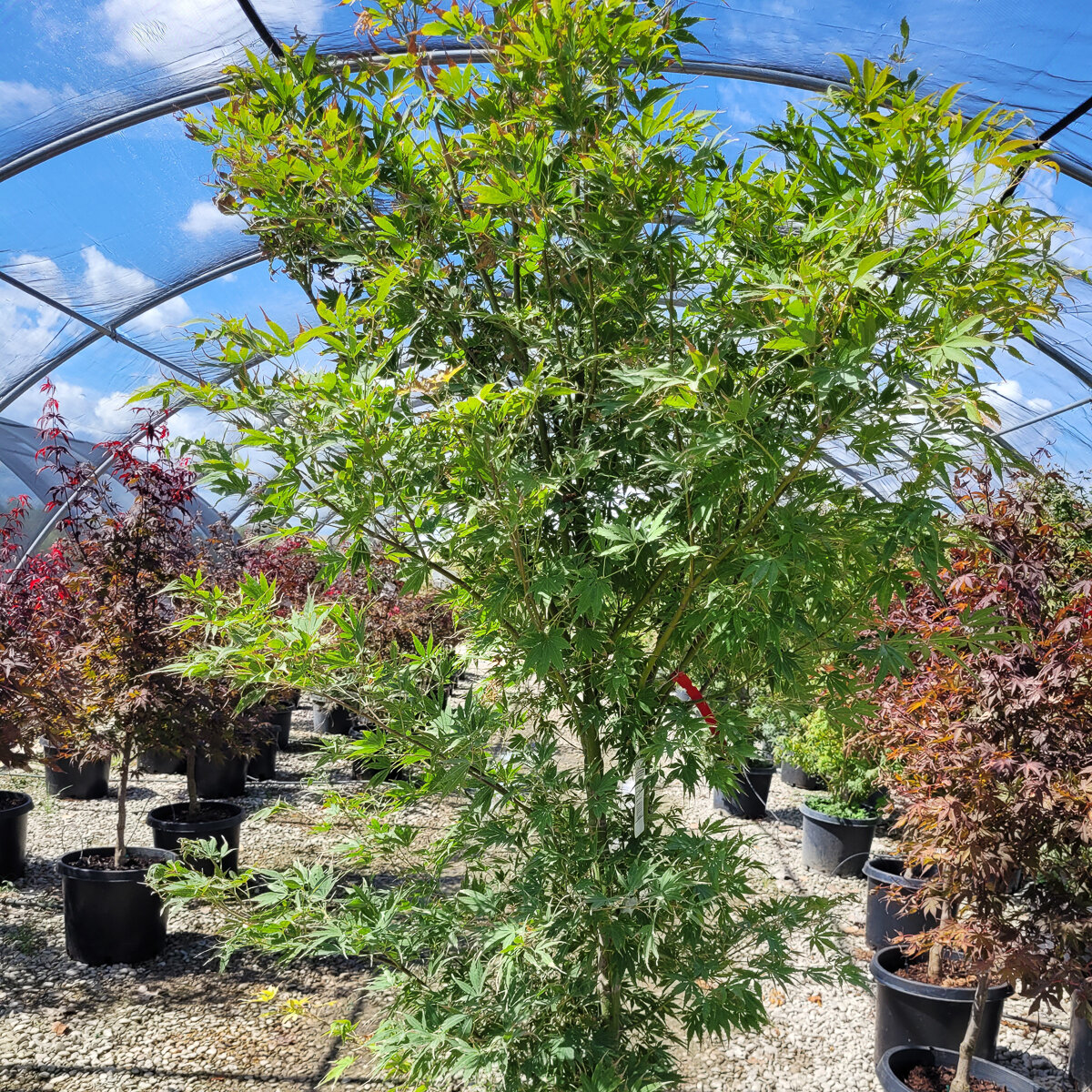 Acer Palmatum var. Dissectum Orange Flame Cutleaf Japanese Maple ...