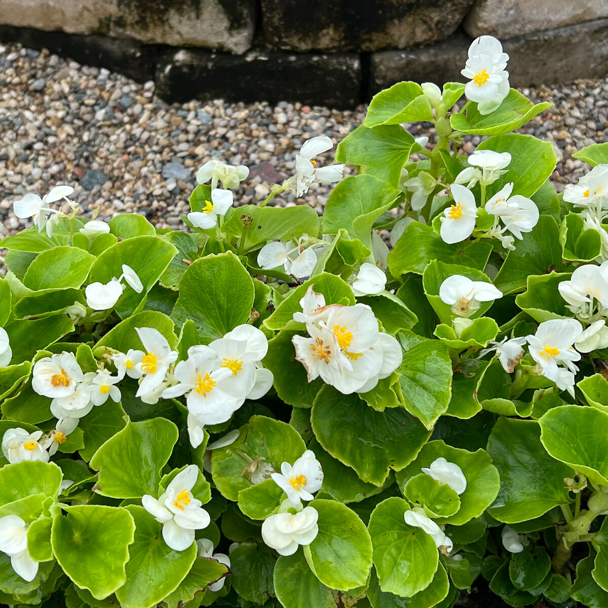 Begonia semperflorens Green Leaf Wax Begonia | SiteOne US