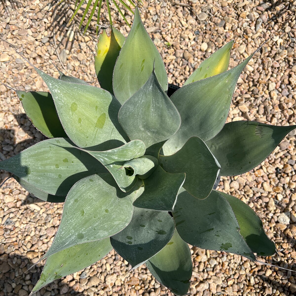 Agave Attenuata Blue Waves Century Plant | SiteOne US