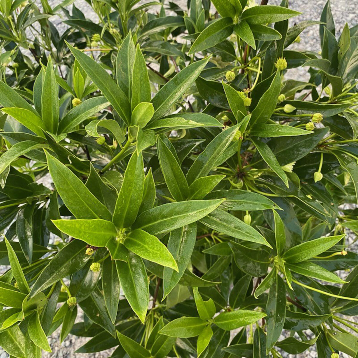 Illicium X Orion Star Anise | SiteOne US