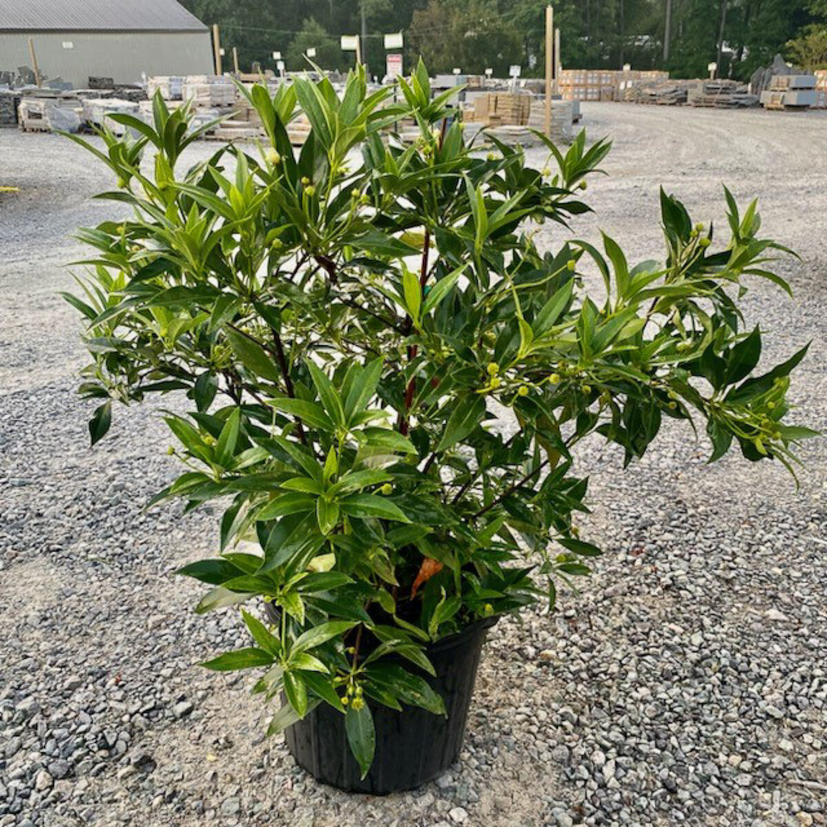 Illicium X Orion Star Anise | SiteOne US