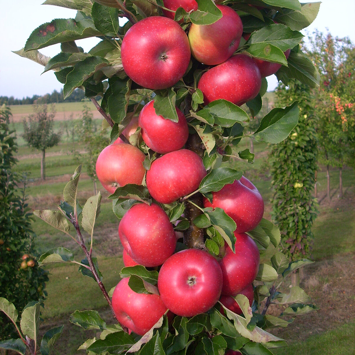 Malus X Domestica Fruit Snacks Tasty Red Columnar Apple | SiteOne US