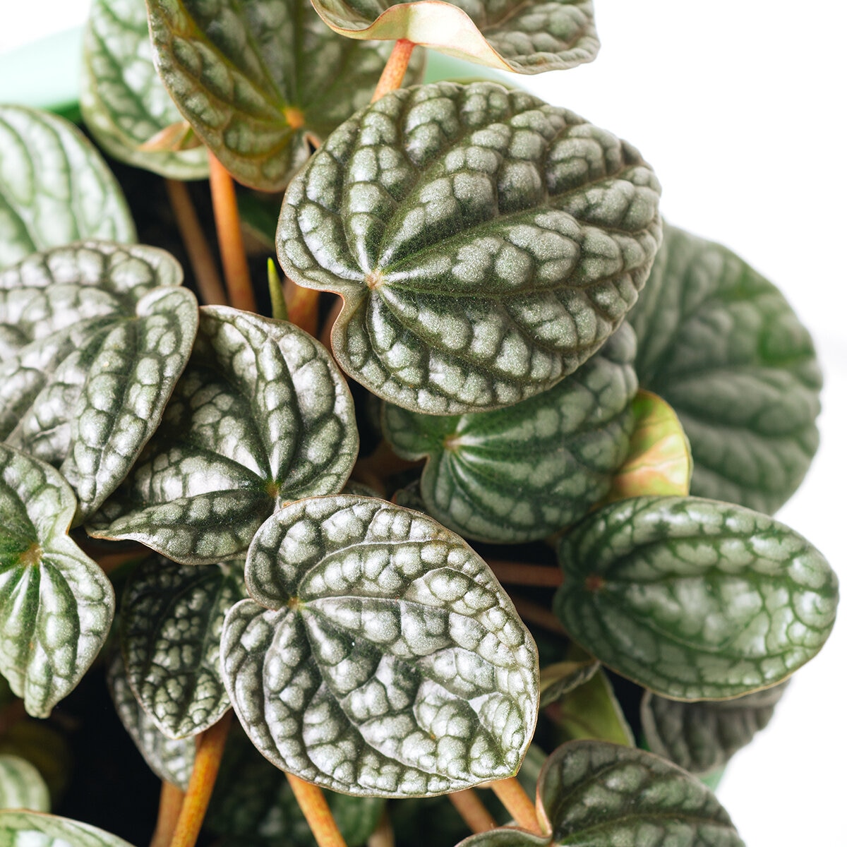 Peperomia Caperata Burbella Emerald Ripple | SiteOne US
