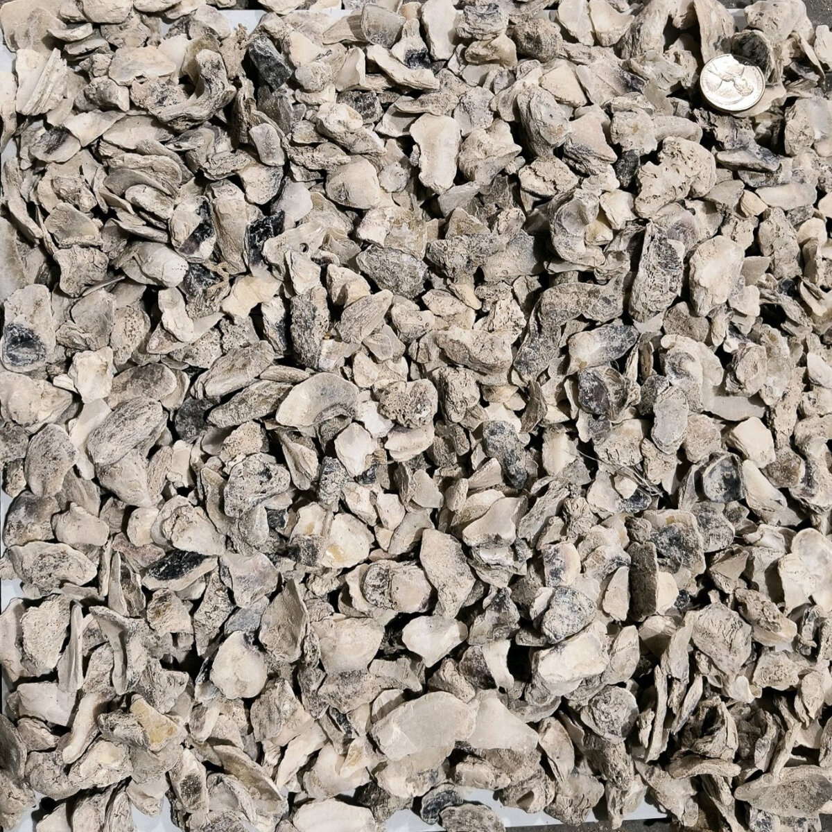 Bagged #2 Oyster Shell (40 lb. Bag) | SiteOne US