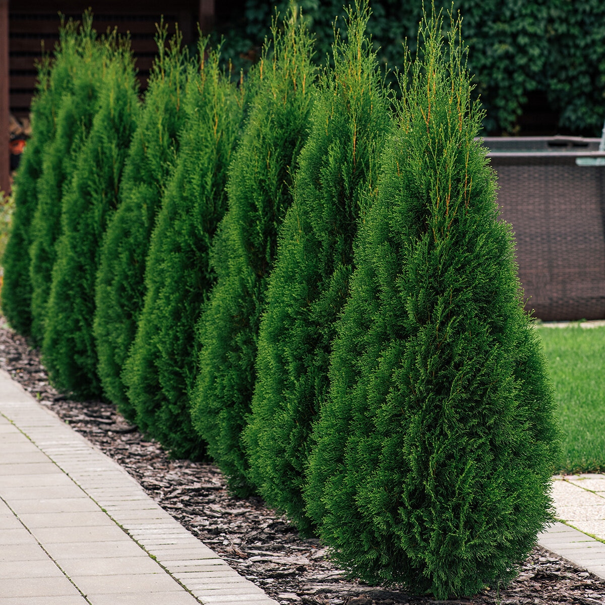 Thuja Occidentalis Emerald Arborvitae | SiteOne US
