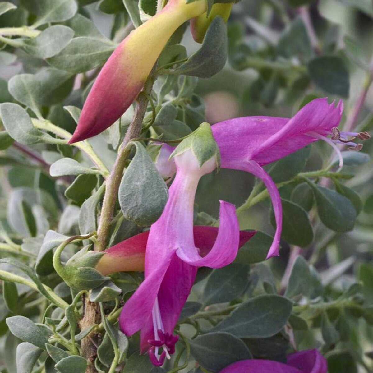 Eremophila Maculata Valentine Emu Bush | SiteOne US