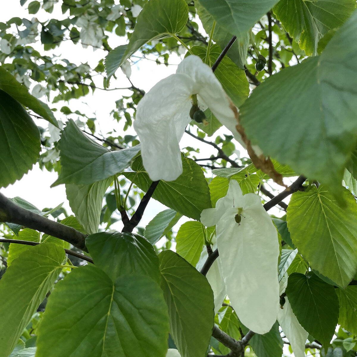 Davidia Involucrata Dove Tree | SiteOne US