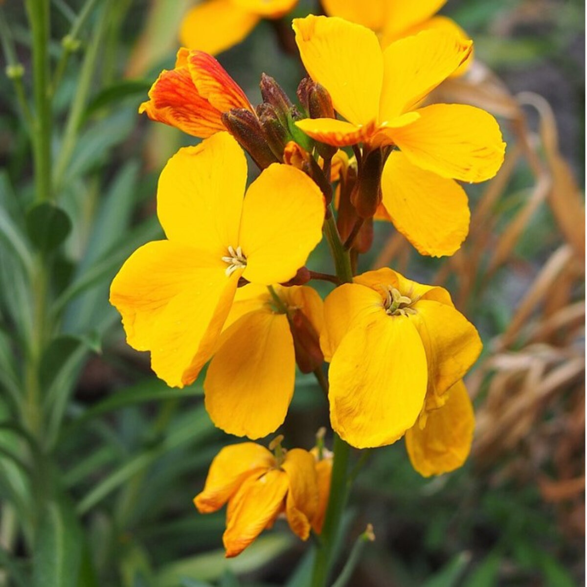 Erysimum Cheiri Wallflower | SiteOne US