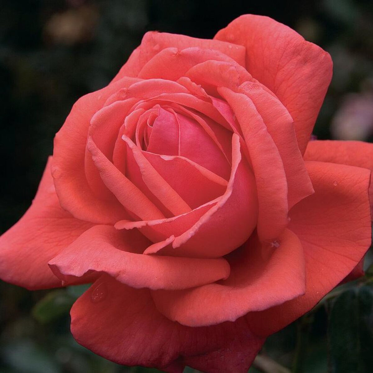 Rosa X Tanellis Fragrant Cloud Hybrid Tea Rose | SiteOne US