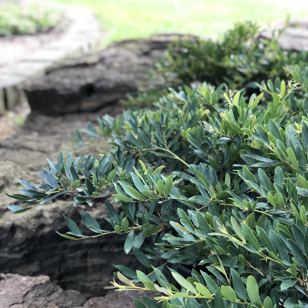 Distylium Myricoides Distylium | SiteOne