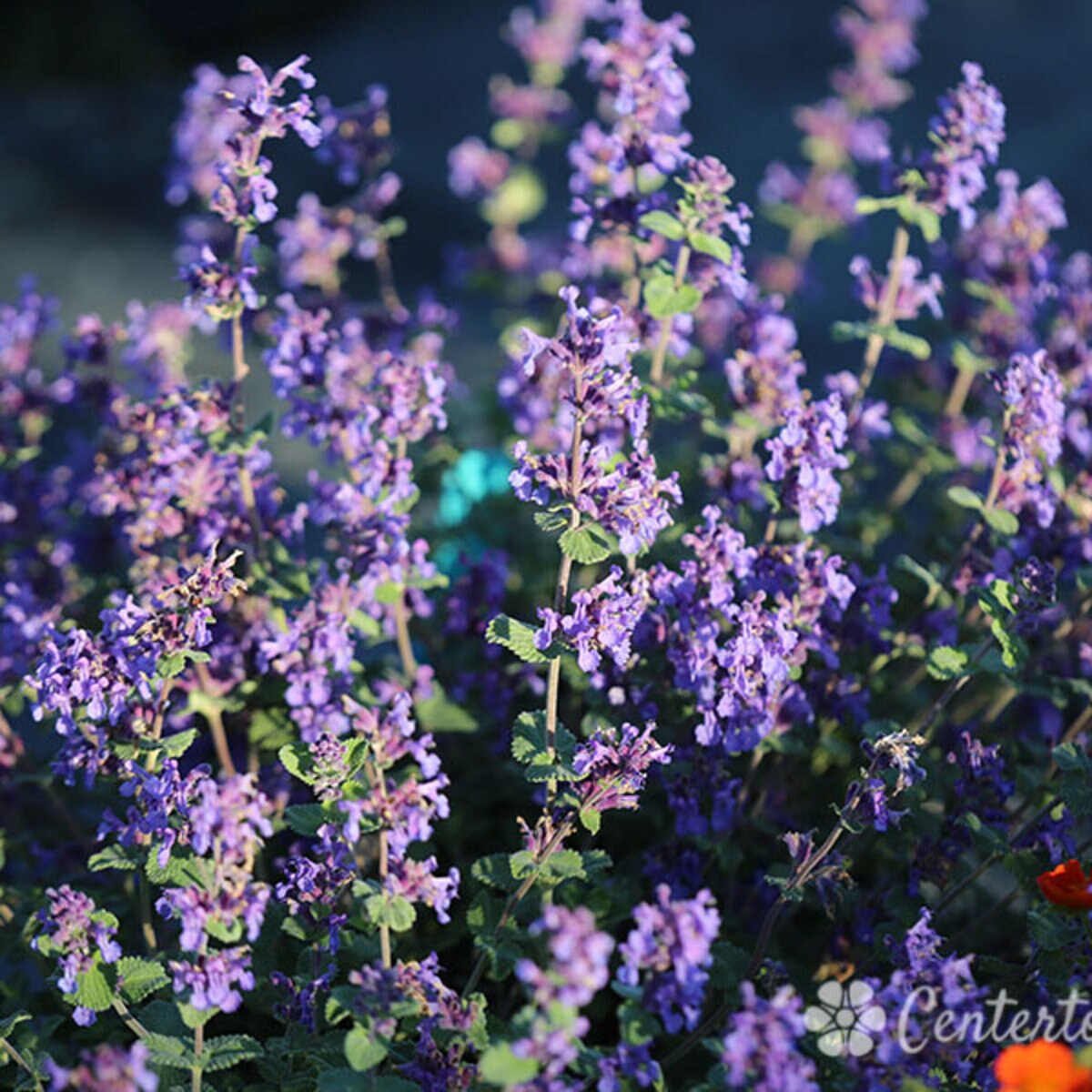 Nepeta X Faassenii Early Bird Catmint | SiteOne US