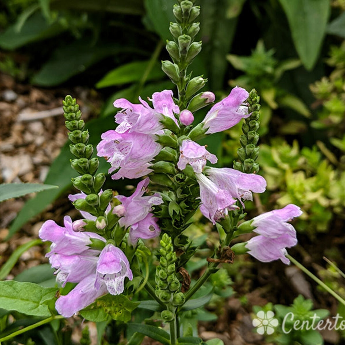 Physostegia Virginiana Pink Manners Obedient Plant | SiteOne