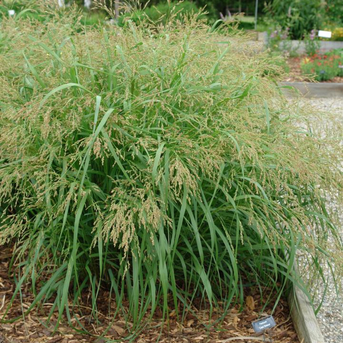 Panicum Virgatum Cape Breeze Switch Grass | SiteOne US