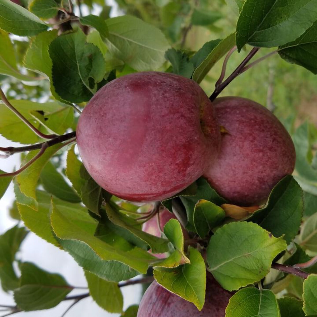 Malus X Macoun Apple | SiteOne