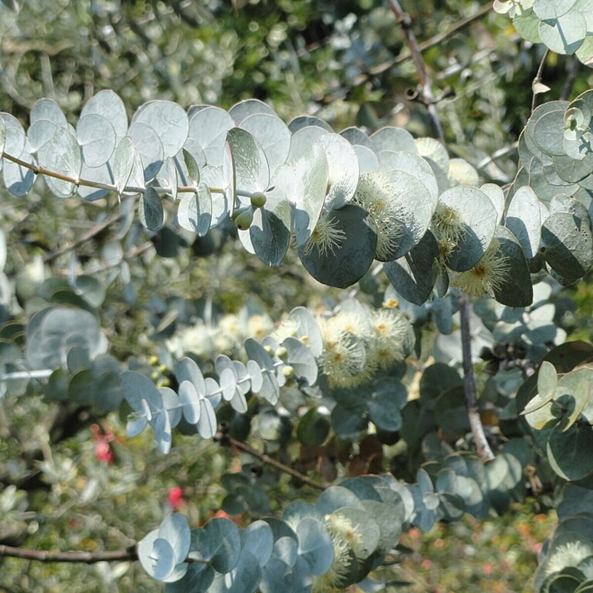 Eucalyptus Pulverulenta Baby Blue Silver-Leaved Mountain Gum | SiteOne US
