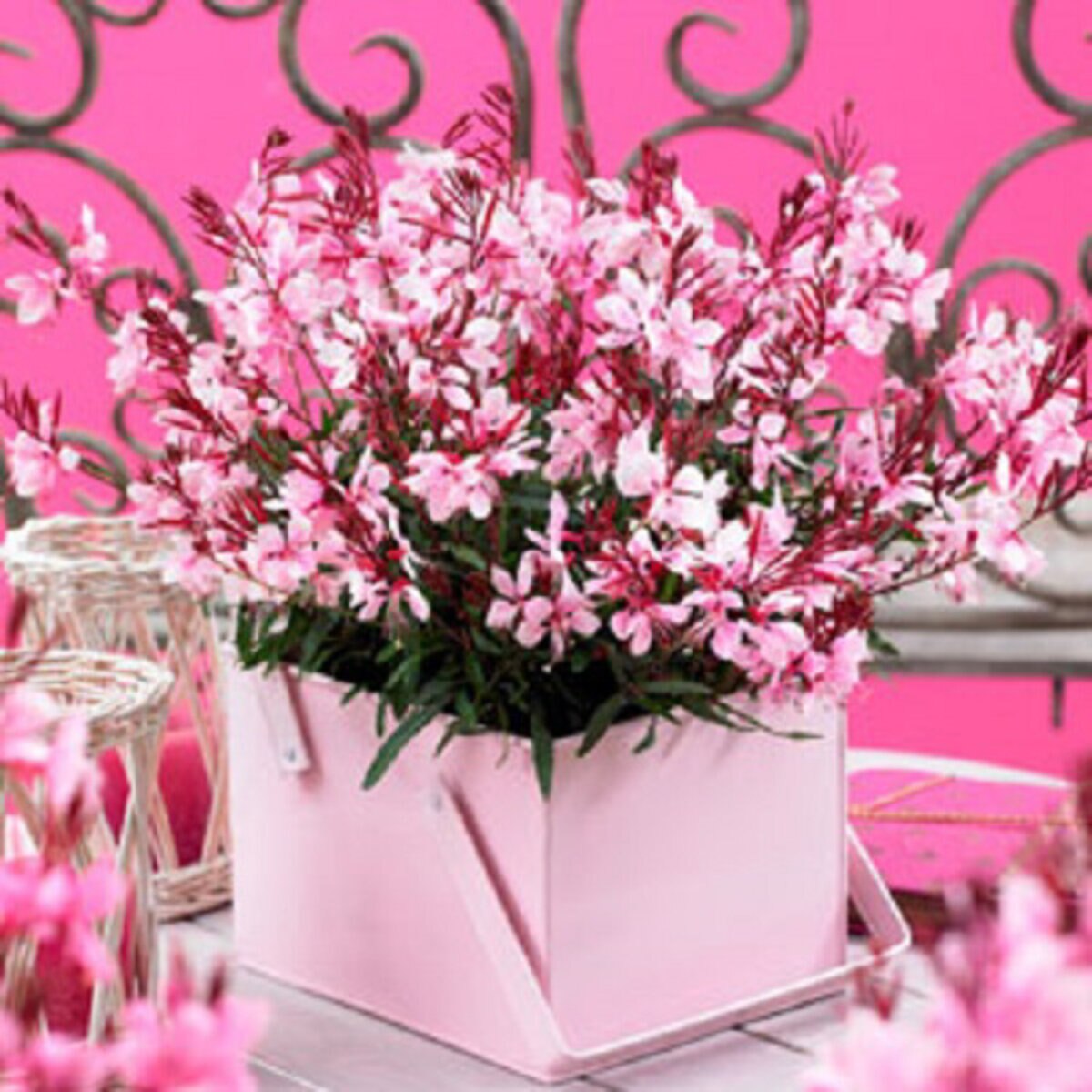 Gaura Lindheimeri Gaudi Pink Gaura | SiteOne US