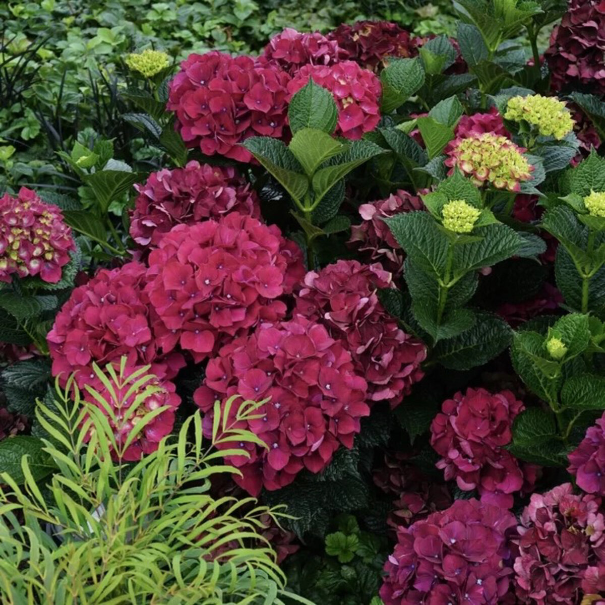 Hydrangea Macrohylla Magical Ruby Red Bigleaf Hydrangea | SiteOne