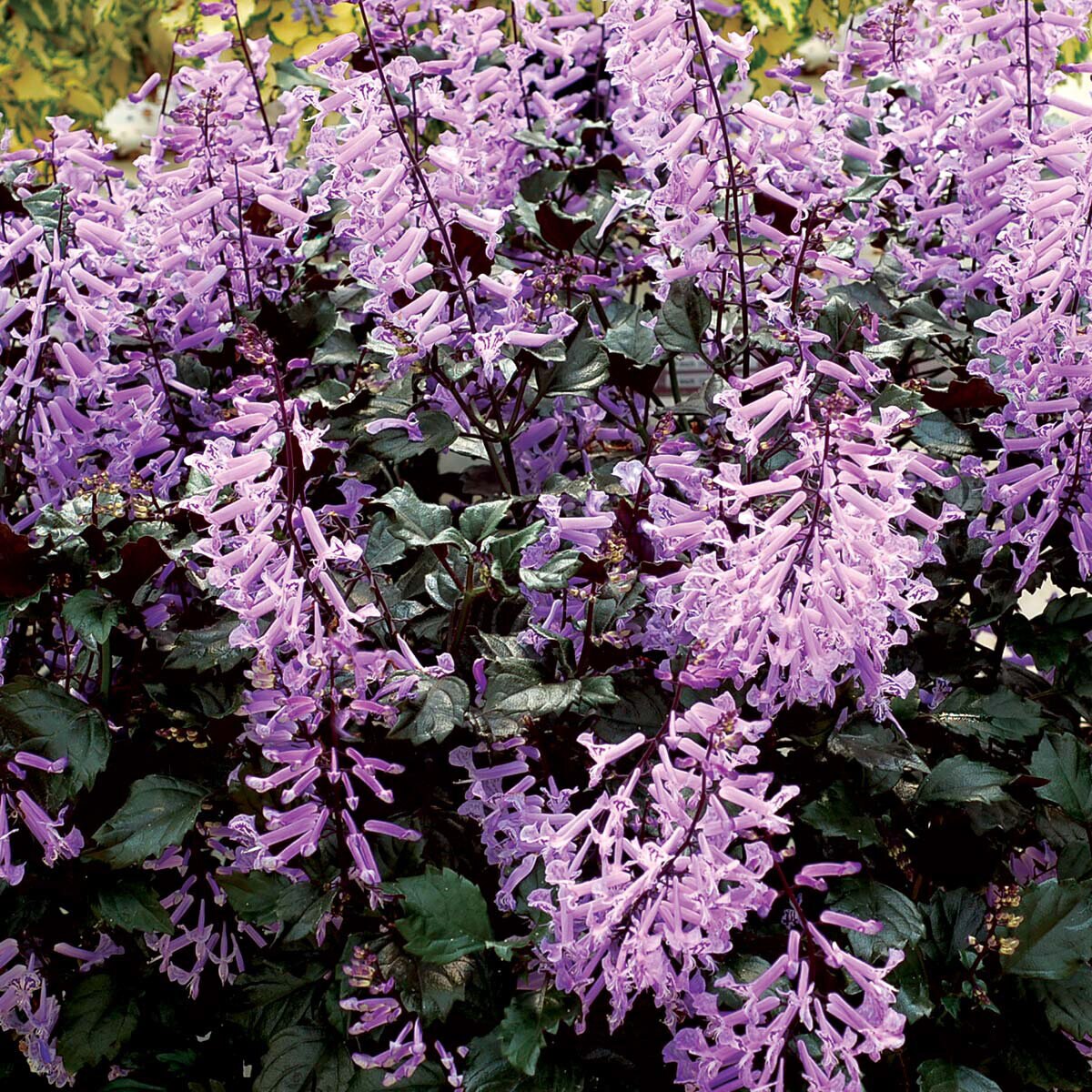 Plectranthus X Velvet Elvis Spur Flower | SiteOne US
