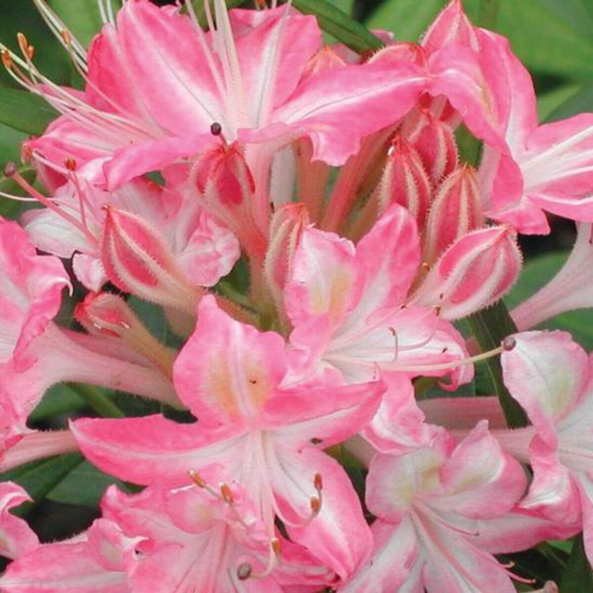 Rhododendron Viscosum Westons Ribbon Candy Swamp Azalea | SiteOne US