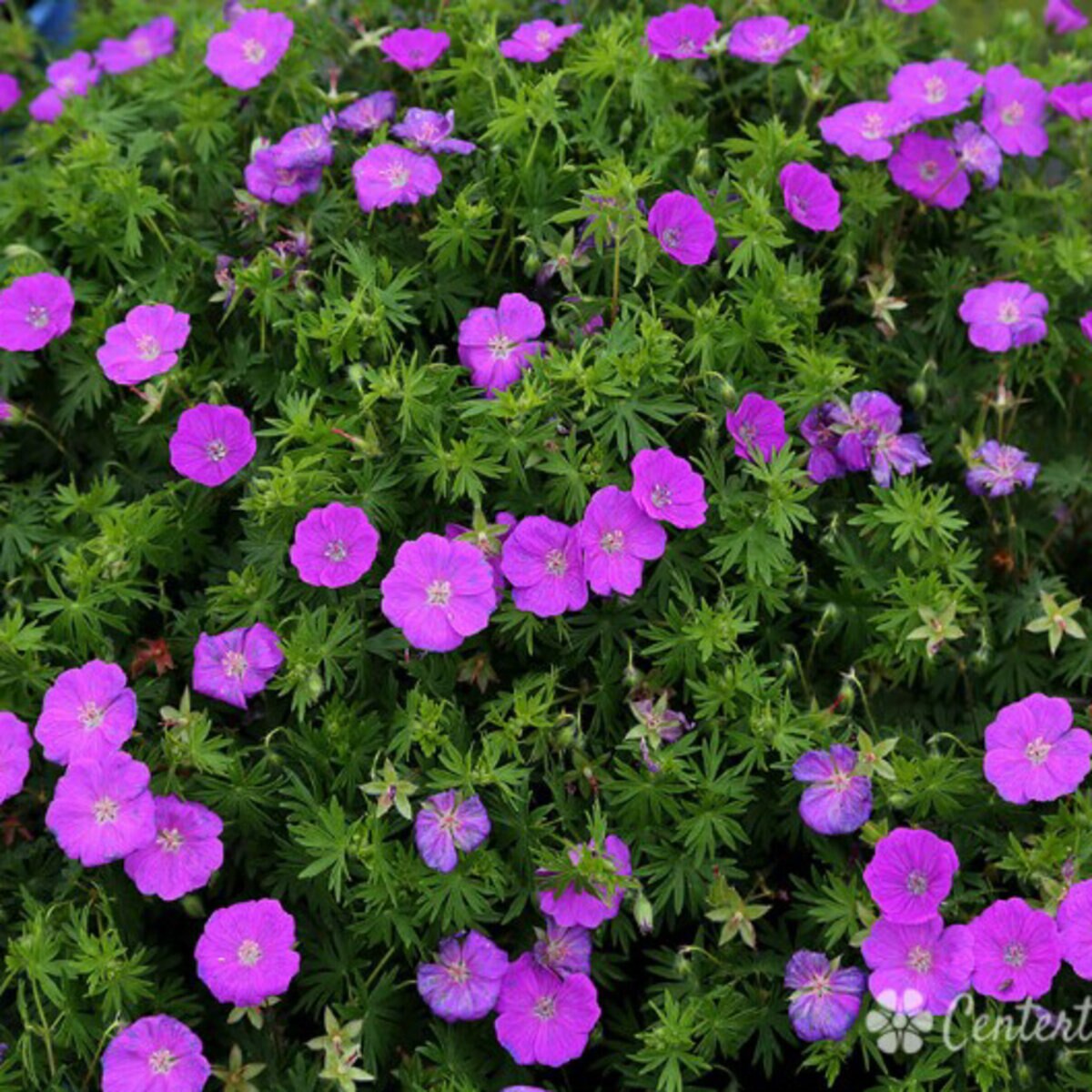Geranium Sanguineum Spiked Punch Geranium | SiteOne US