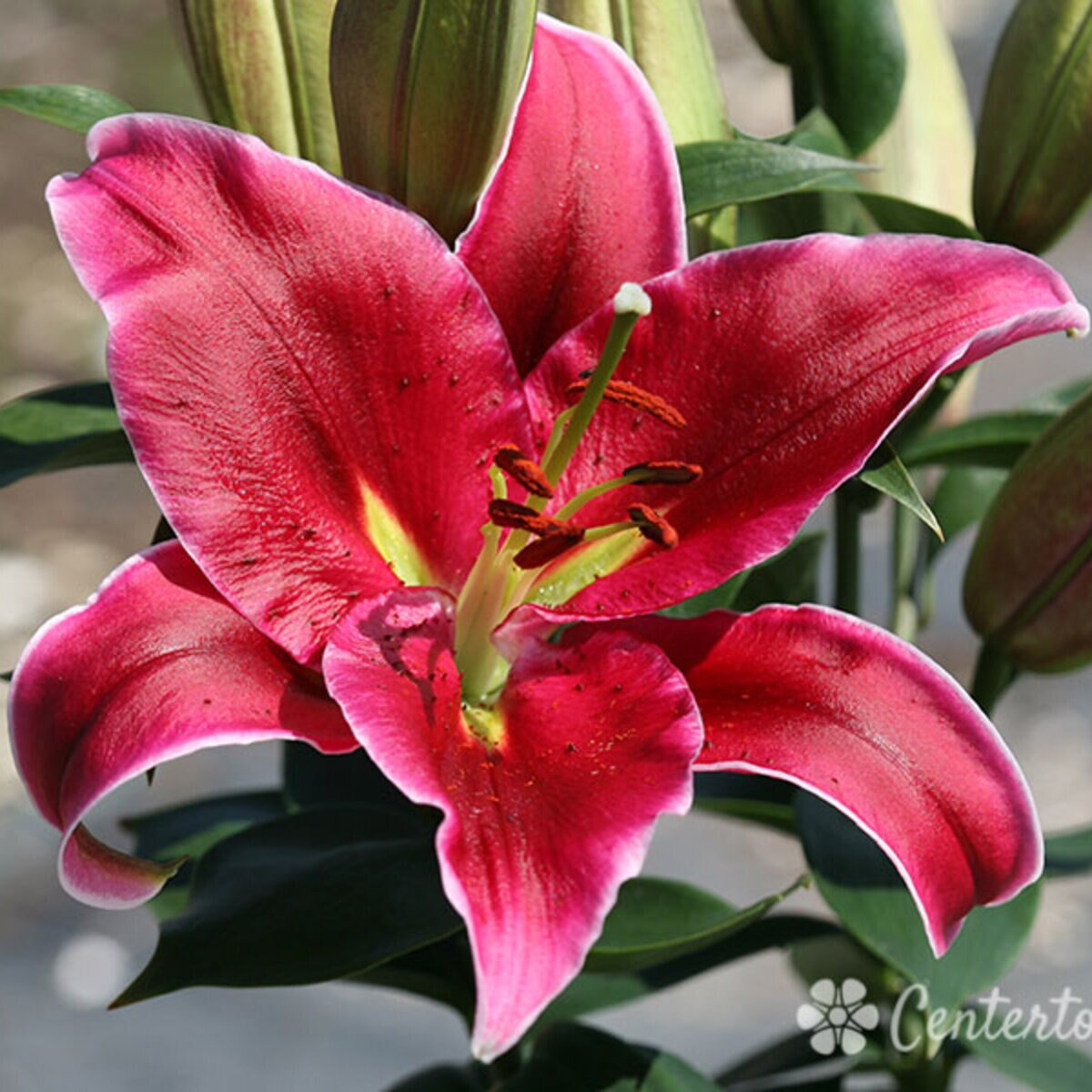 Lilium X Love Story Oriental Lily | SiteOne US