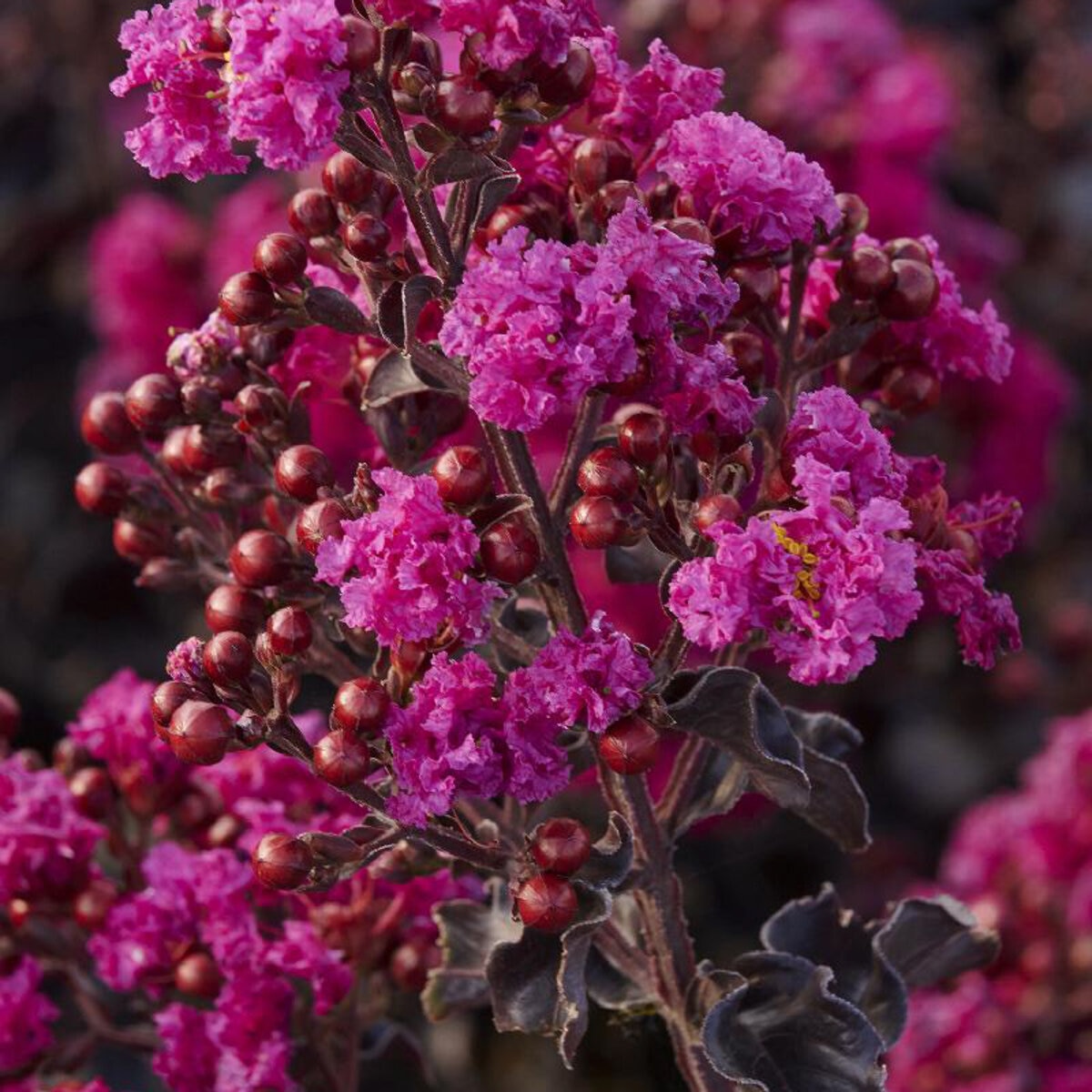 Lagerstroemia Indica Summerlasting Raspberry Crape Myrtle | SiteOne US