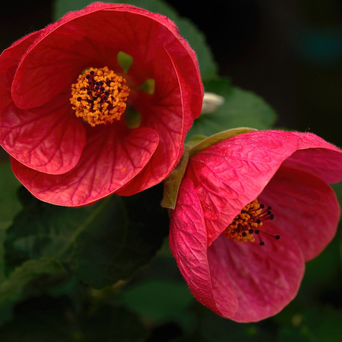 Abutilon X Hybridum Red Flowering Maple | SiteOne US