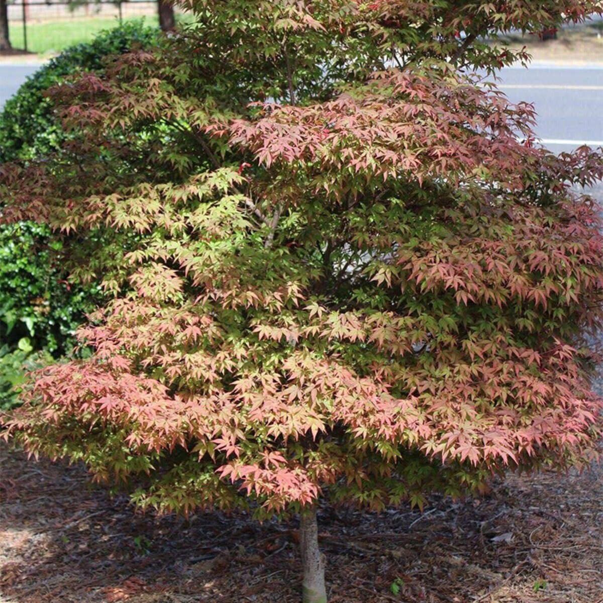 Acer Palmatum Englishtown Japanese Maple | SiteOne