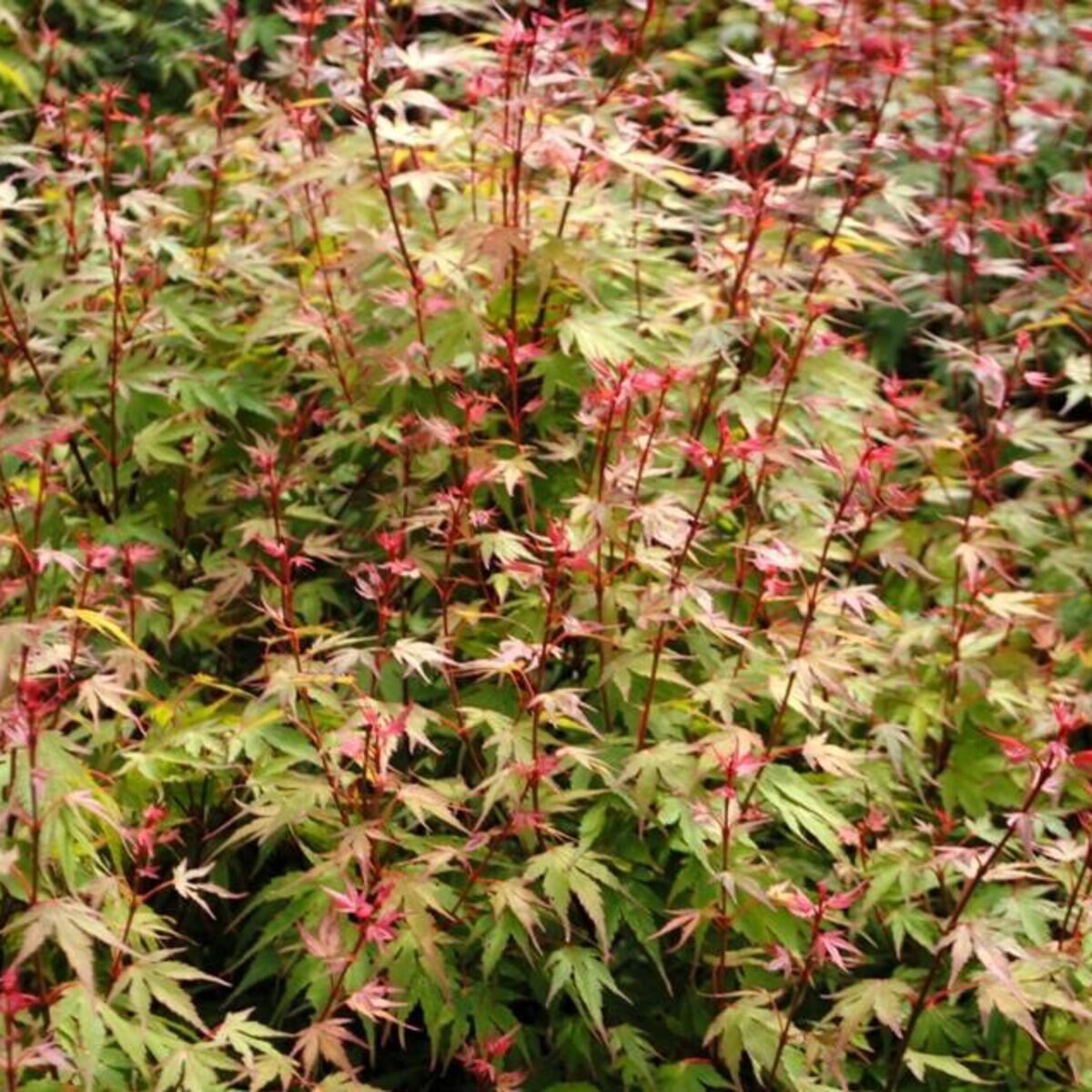 Acer Palmatum Kuro Hime Princess Japanese Maple | SiteOne US