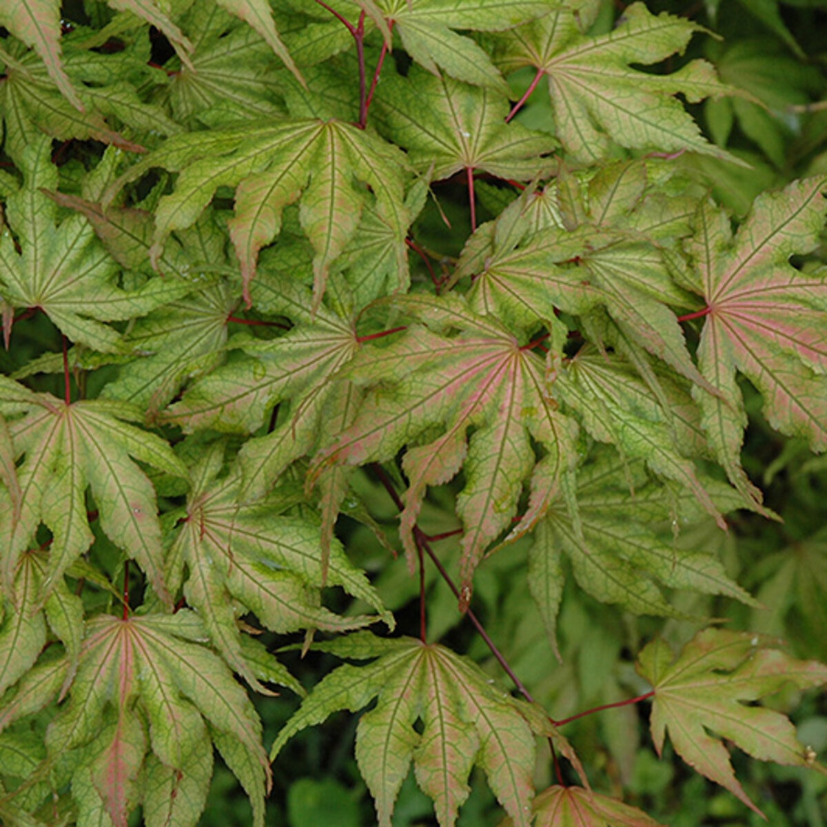 Acer Palmatum Shigitatsu Sawa Japanese Maple | SiteOne US