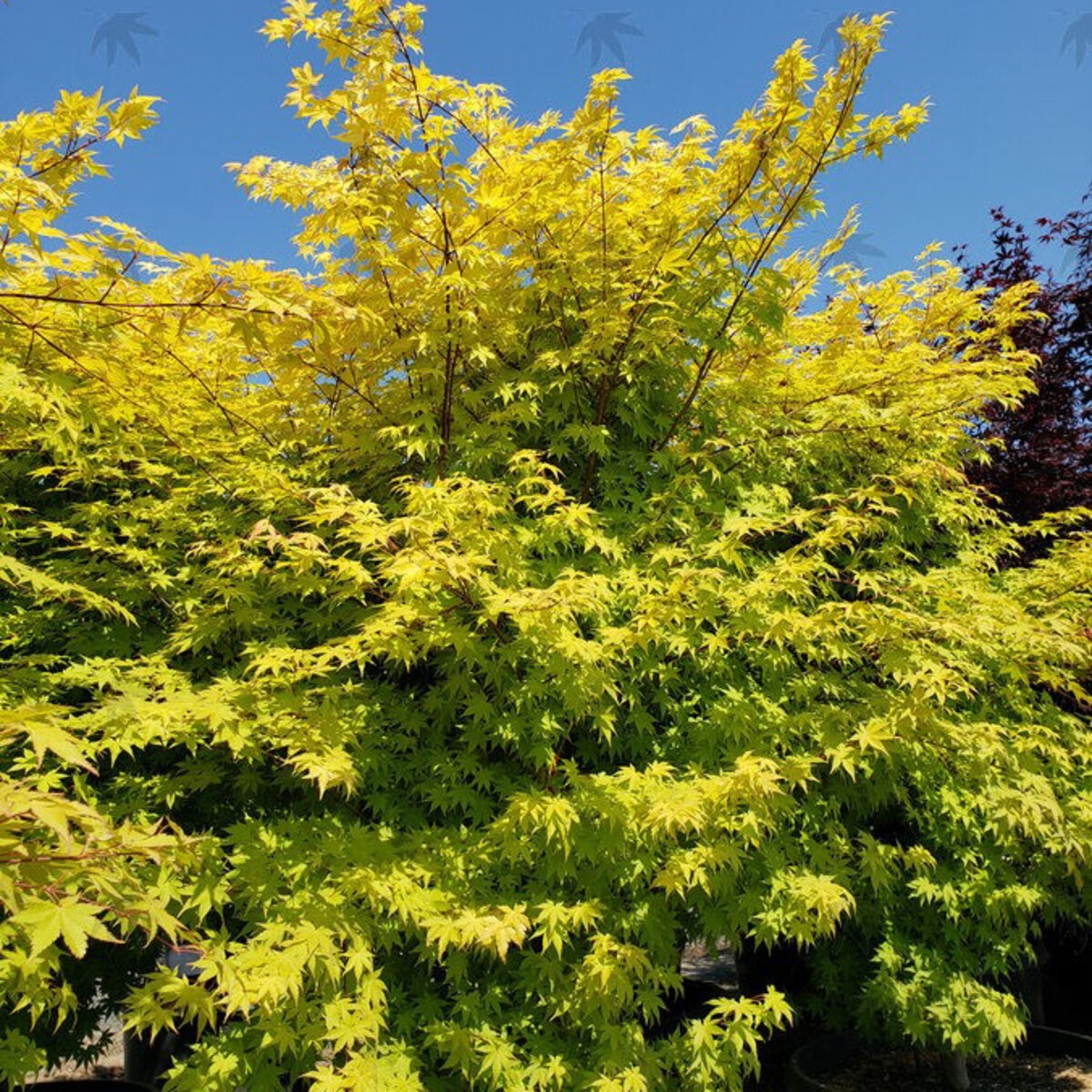 Acer Palmatum Summer Gold Japanese Maple | SiteOne US