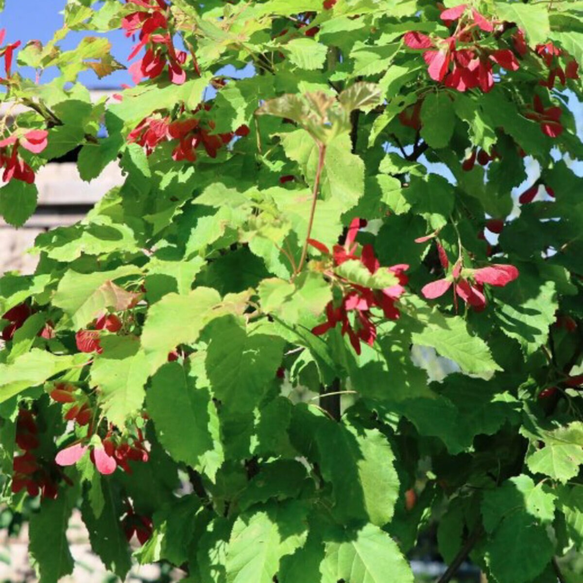 Acer Tataricum Rugged Charm Tatarian Maple | SiteOne US