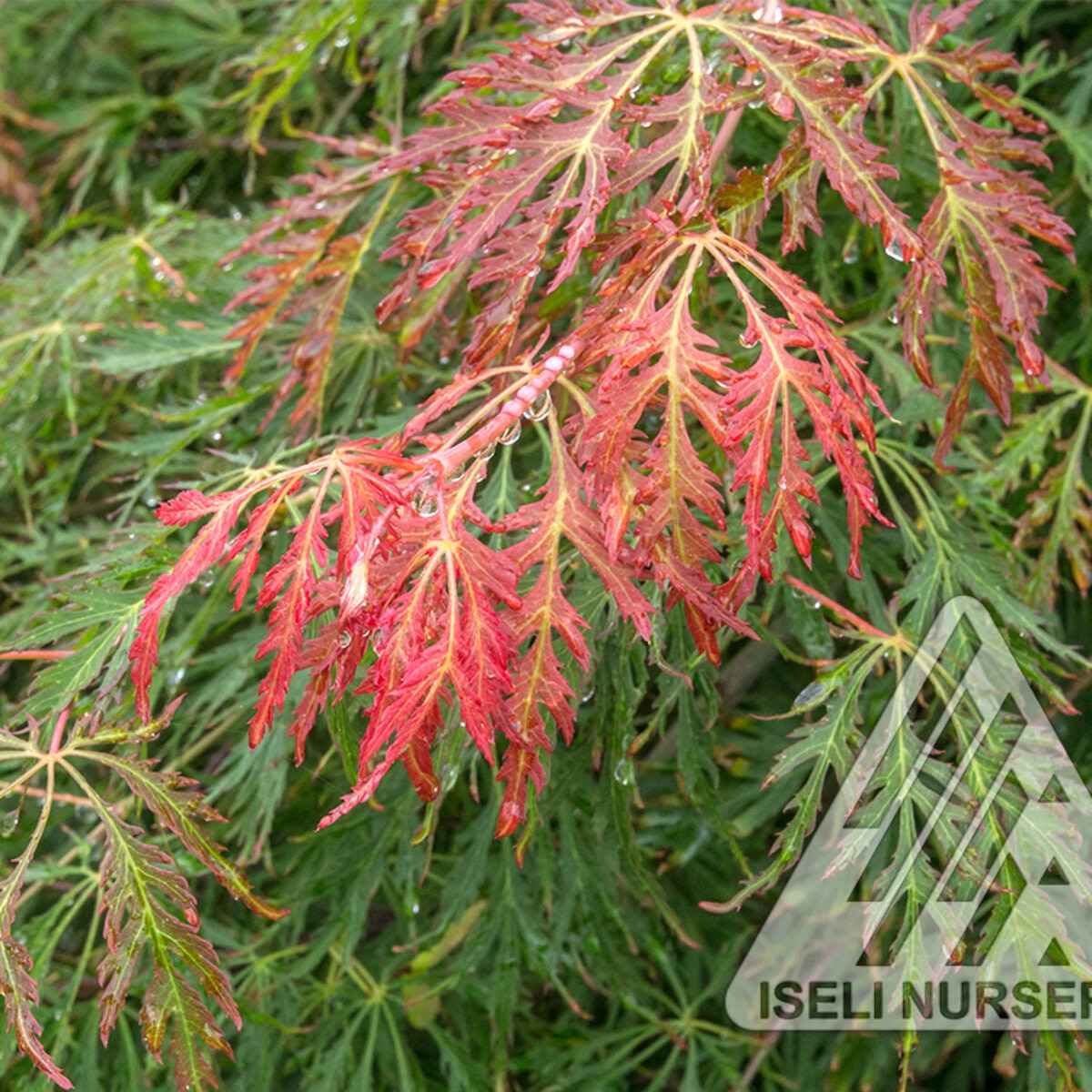 Acer X Pseudosieboldianum Jack Frost Ice Dragon Korean Maple | SiteOne US