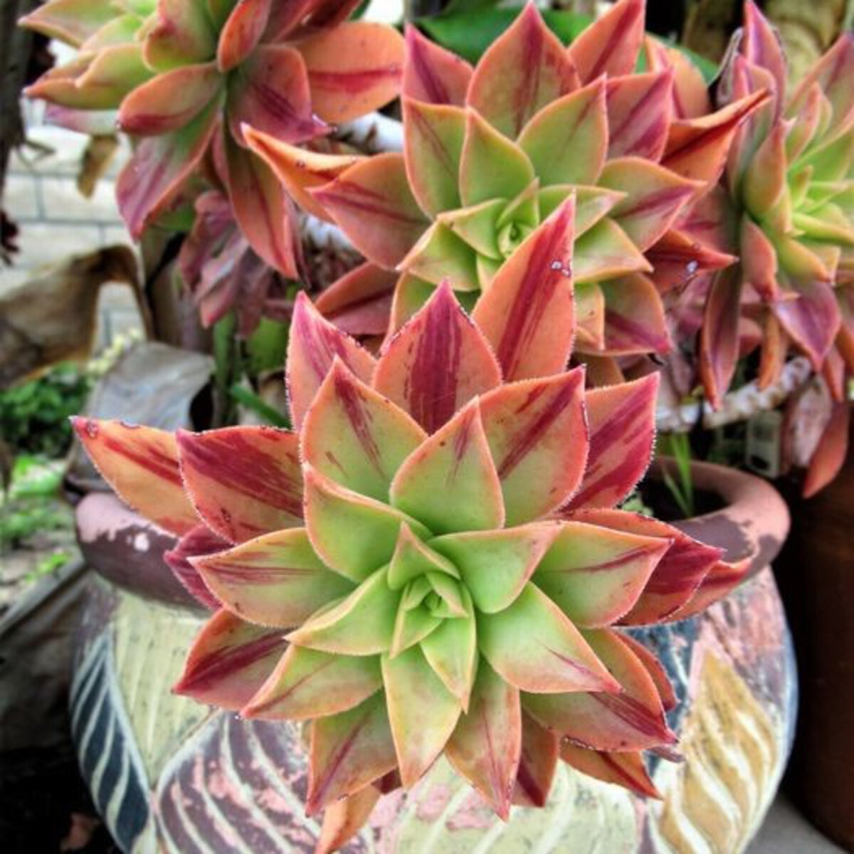 Aeonium Decorum Berry Nice Red Striped Pinwheel | SiteOne