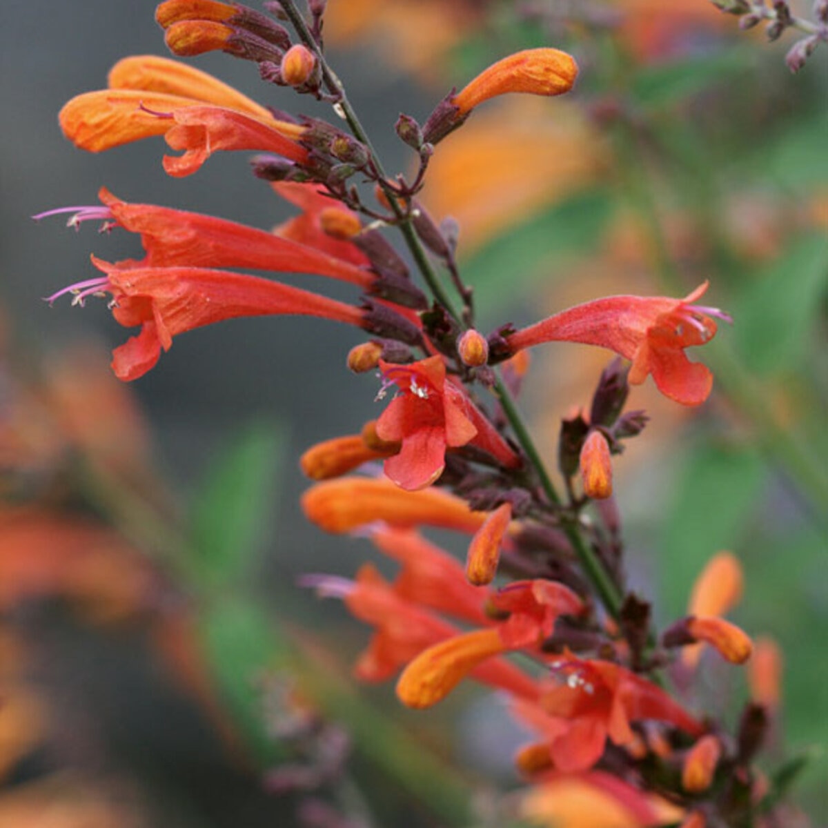 Agastache Aurantiaca Coronado Hyssop | SiteOne US